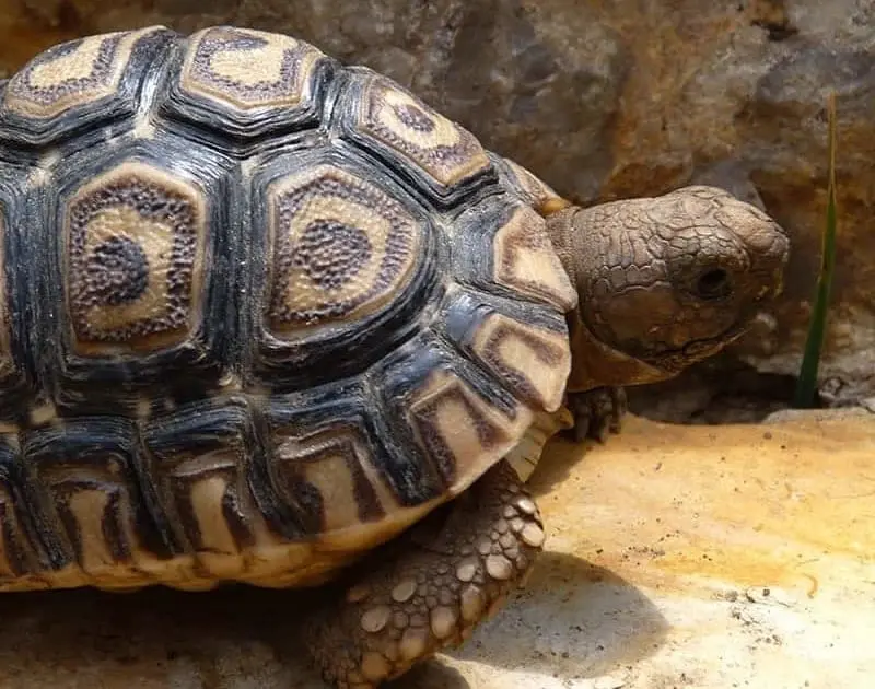 Large tortoise for sale | Giant tortoises for sale | buy baby tortoises