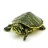 Dwarf turtles for sale | Small turtles for sale | Slider | Spotted ...