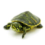 Dwarf turtles for sale | Small turtles for sale | Slider | Spotted ...
