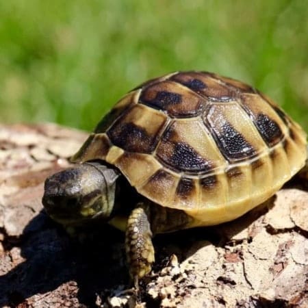 Ibera Greek tortoise for sale | Greek tortoise hatchlings for sale