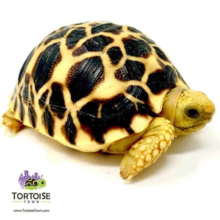 Tortoise Lifespan | Life span of tortoises | How long does a tortoise life?