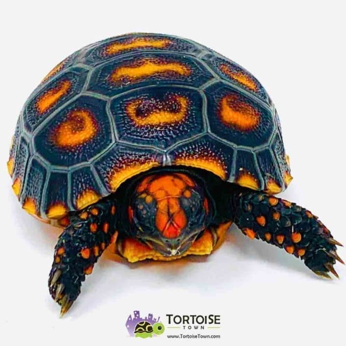 Medium size tortoise for sale | leopard tortoise | red footed tortoise
