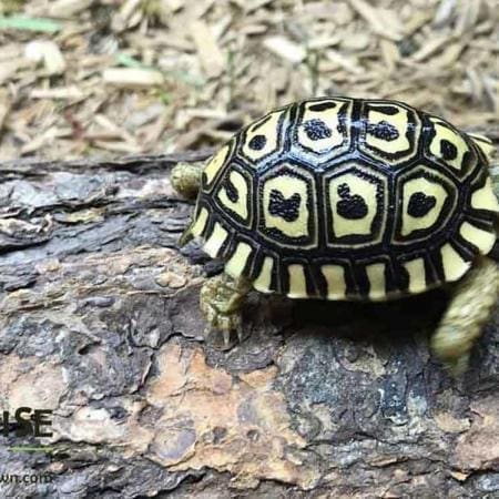 Baby Giant South African leopard tortoise for sale tortoise breeders
