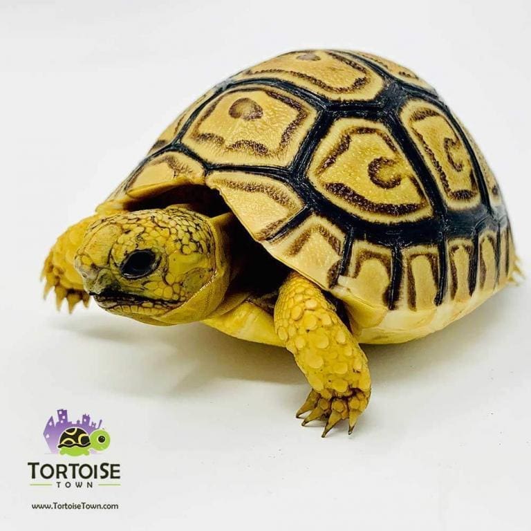 baby leopard tortoise care sheet | diet | lifespan | habitat | breeding