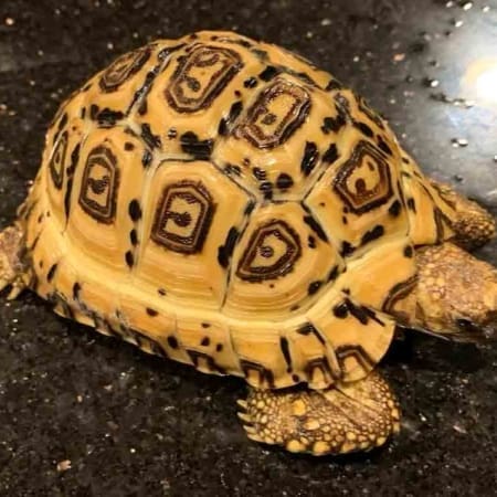 Baby Giant South African leopard tortoise for sale tortoise breeders