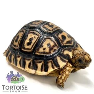 Baby Giant South African leopard tortoise for sale tortoise breeders