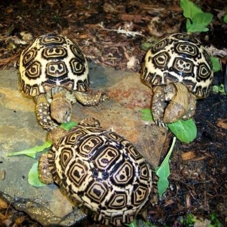 Baby Giant South African leopard tortoise for sale tortoise breeders