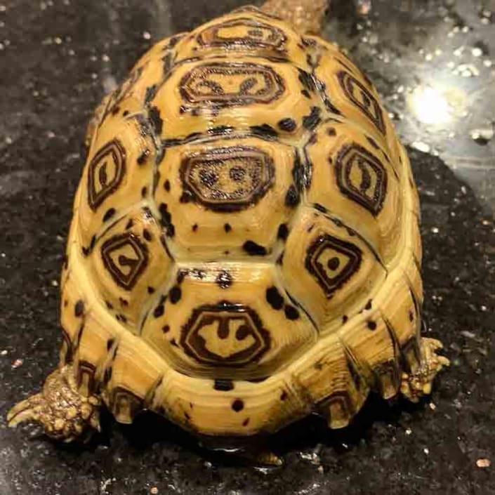 Baby Giant South African leopard tortoise for sale tortoise breeders