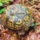 Eastern Box turtles for sale | hatchlings | juveniles | adult box turtles