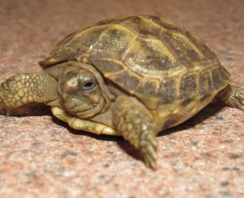 Testudo Tortoise Photo Gallery pictures of greek tortoise hermann's ...
