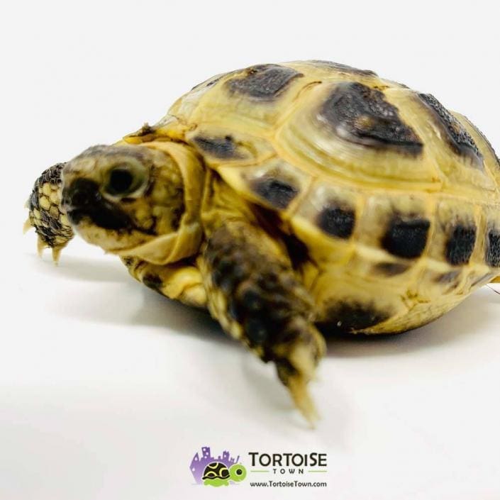 Russian tortoise for sale online Captive bred Russian tortoise price