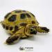 Russian tortoise size | How big do Russian tortoises grow? Male vs Female