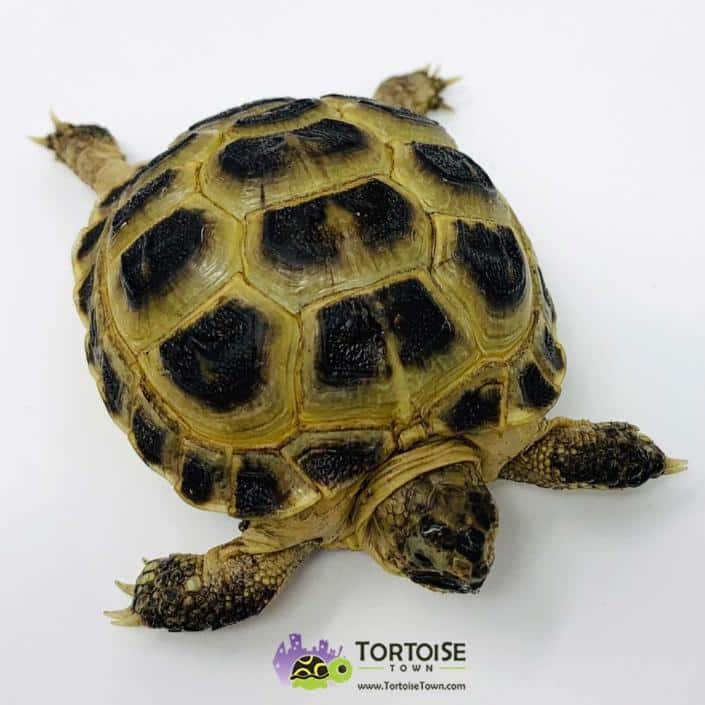 Russian tortoise for sale online Captive bred Russian tortoise price