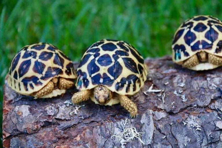 Indian Star tortoise for sale | buy baby Indian Star tortoises for sale