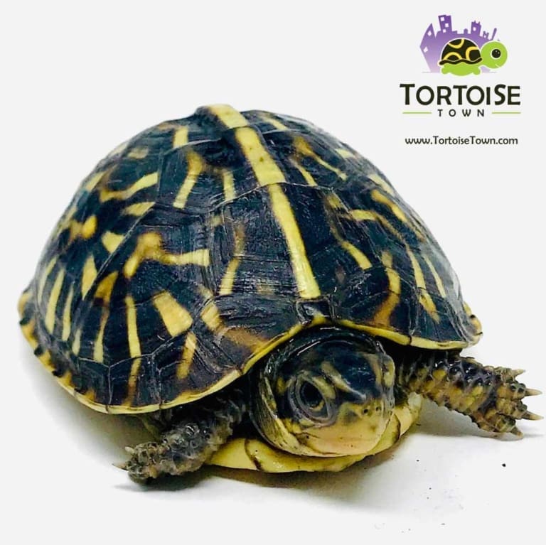 Ornate Box Turtle for sale baby box turtles for sale hatchlings online