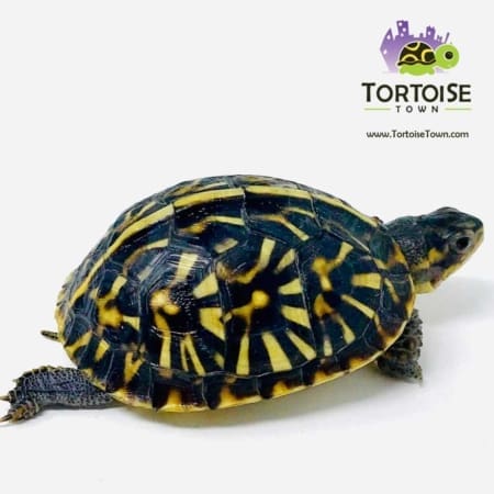 Ornate Box Turtle for sale baby box turtles for sale hatchlings online