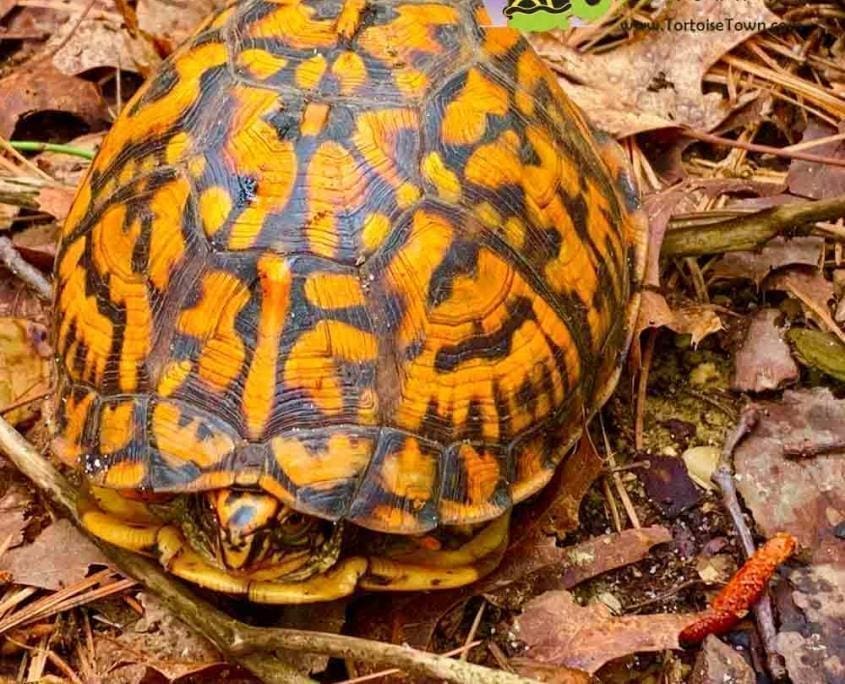 Box turtle pictures | Box turtle photos | Images of baby box turtles ...