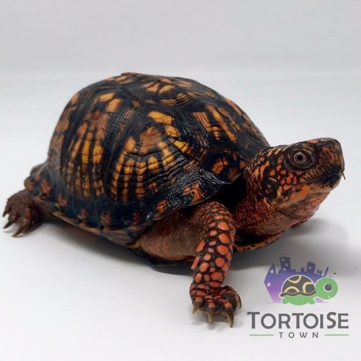 Eastern Box turtles for sale | hatchlings | juveniles | adult box turtles