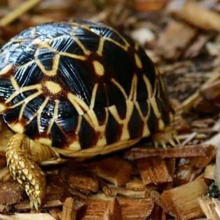Medium size tortoise for sale leopard burmese red foot sulcata hermann ...