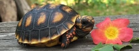 Red footed tortoise lifespan | How long does a red foot tortoise live?