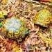 Eastern Box turtles for sale | hatchlings | juveniles | adult box turtles