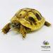 Small, Medium, Large & Giant tortoises for sale | Shop tiny tortoise