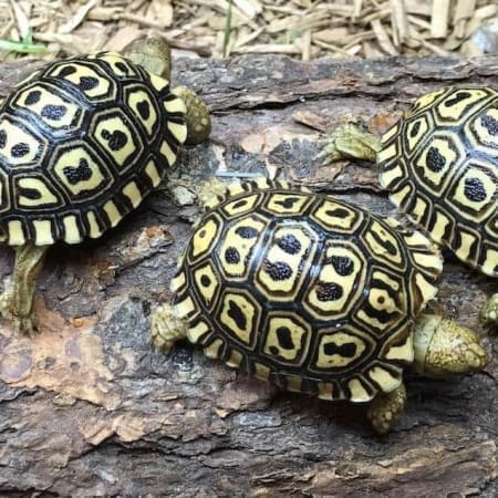 Baby Giant South African leopard tortoise for sale tortoise breeders