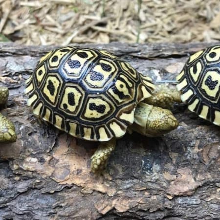 Baby Giant South African leopard tortoise for sale tortoise breeders