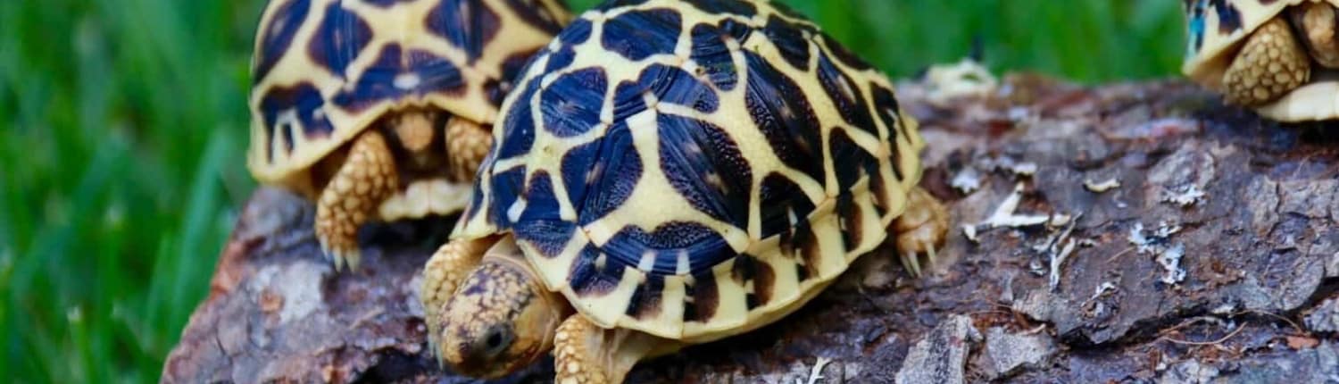 Medium size tortoise for sale leopard burmese red foot sulcata hermann ...