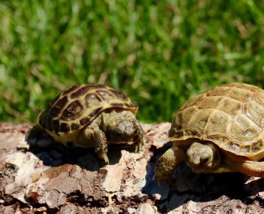 Testudo Tortoise Photo Gallery pictures of greek tortoise hermann's ...