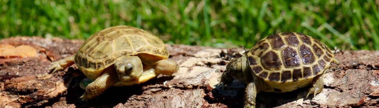 Small tortoise for sale baby tortoise for sale small tortoises for sale ...