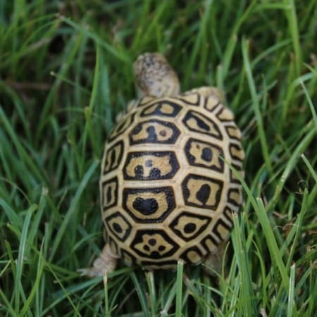 Baby Giant South African leopard tortoise for sale tortoise breeders