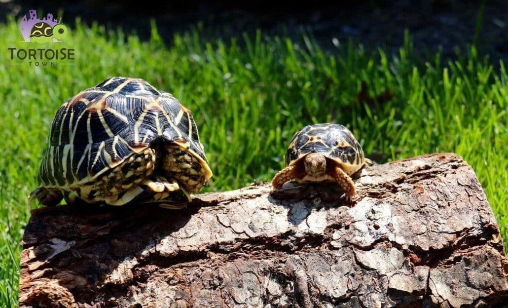 Indian Star Tortoise Care Sheet | Diet | Habitat | Lifespan | Size | setup