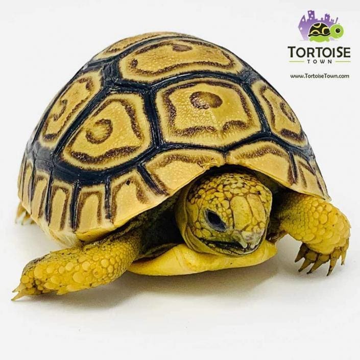 Leopard tortoise for sale | baby leopard tortoise hatchlings for sale