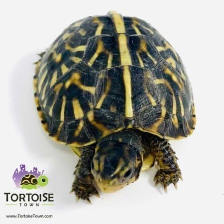 Ornate Box Turtle for sale baby box turtles for sale hatchlings online
