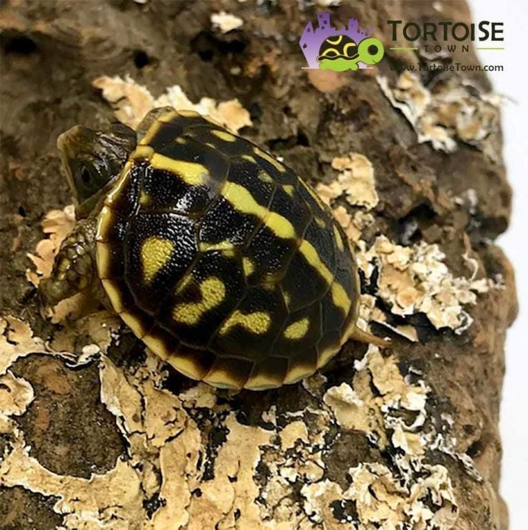 Ornate Box Turtle for sale baby box turtles for sale hatchlings online