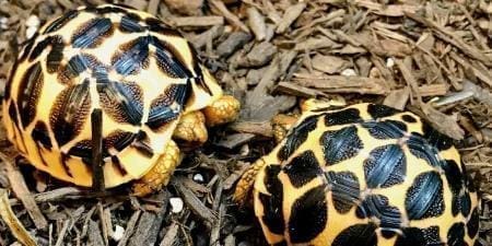 Small tortoise for sale baby tiny tortoise for sale | small pet tortoises