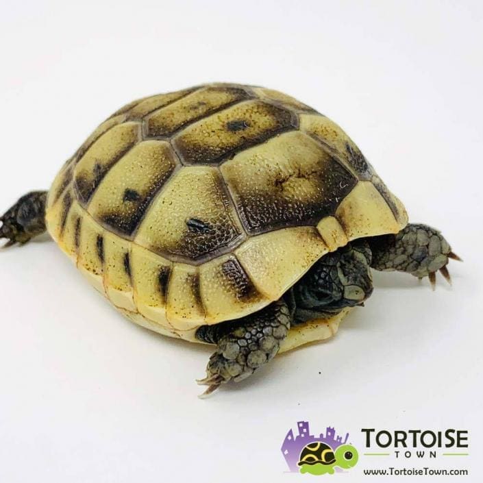 Ibera Greek tortoise for sale | Greek tortoise hatchlings for sale