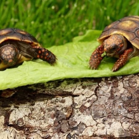 Cherry head tortoise for sale | baby cherry headed tortoises for sale