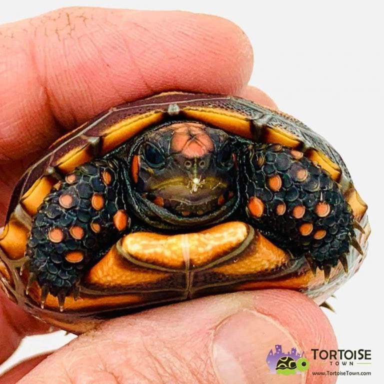 Cherry head tortoise for sale | baby cherry headed tortoises for sale