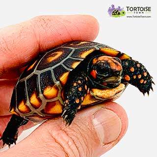 Red footed tortoise for sale | baby red foot tortoise for sale online