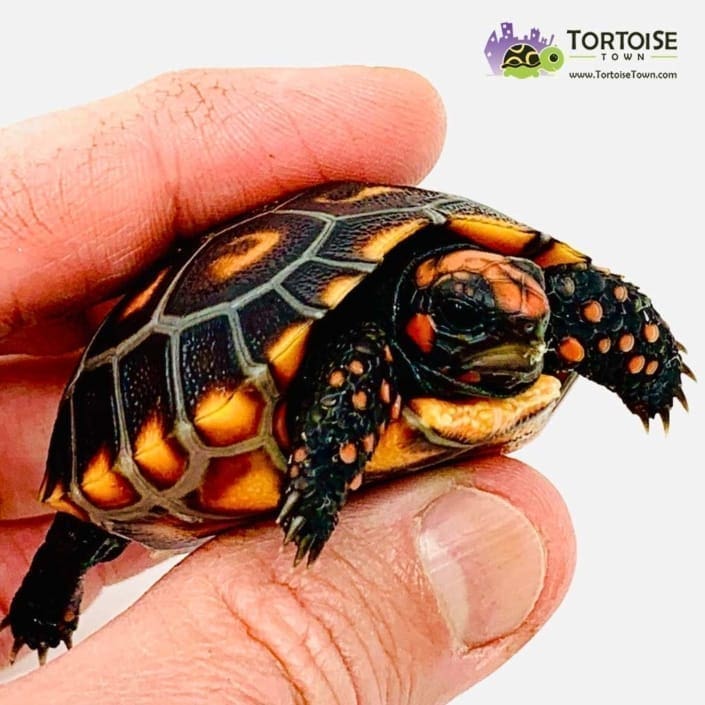 Cherry head tortoise for sale | baby cherry headed tortoises for sale