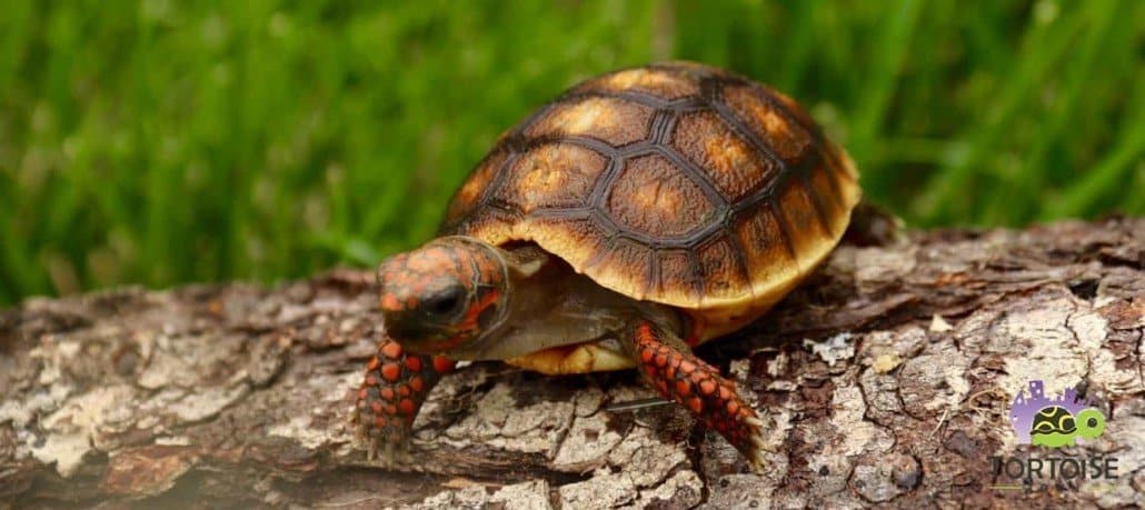 Cherry head tortoise for sale | baby cherry headed tortoises for sale