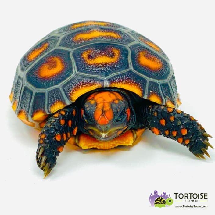 Cherry head tortoise for sale | baby cherry headed tortoises for sale