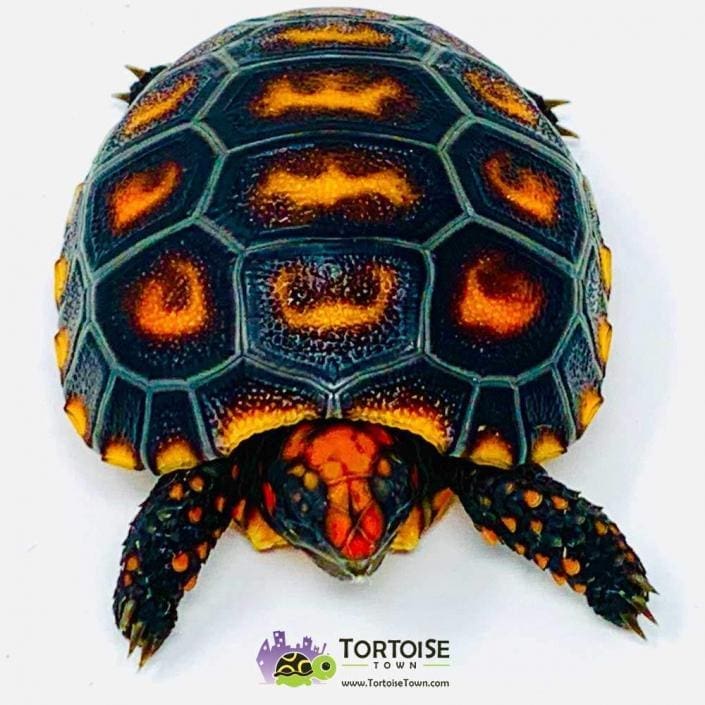 Cherry head tortoise for sale | baby cherry headed tortoises for sale