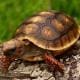 Cherry head tortoise for sale | baby cherry headed tortoises for sale