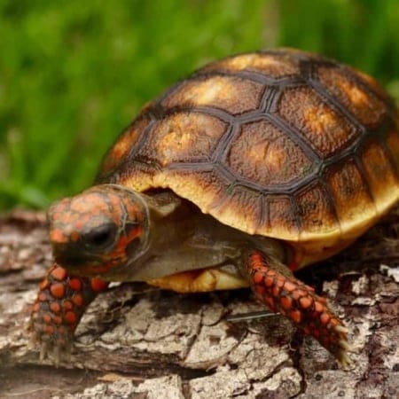 Cherry head tortoise for sale | baby cherry headed tortoises for sale