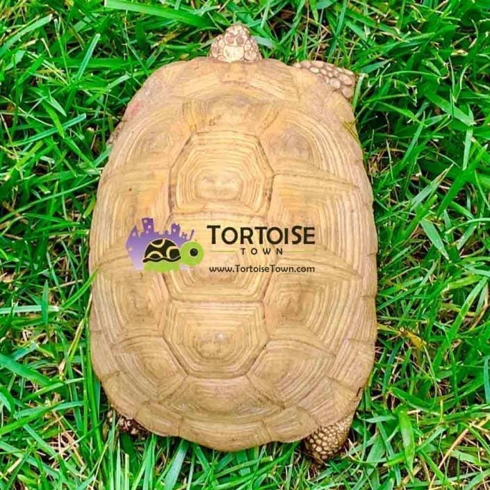 golden greek tortoise for sale | baby greek tortoises for sale