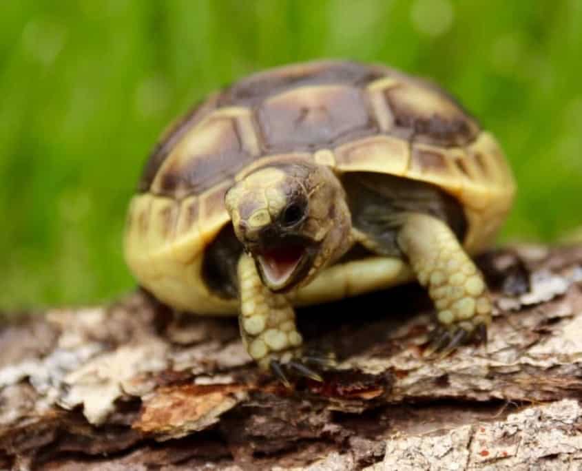 Testudo Tortoise Photo Gallery pictures of greek tortoise hermann's ...