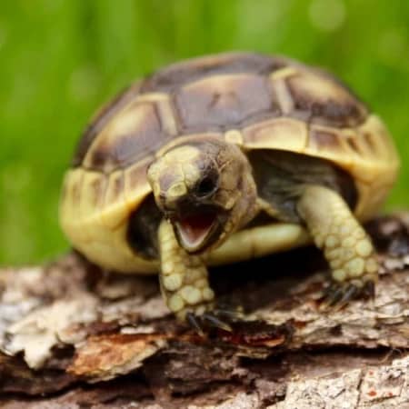Ibera Greek tortoise for sale | Greek tortoise hatchlings for sale